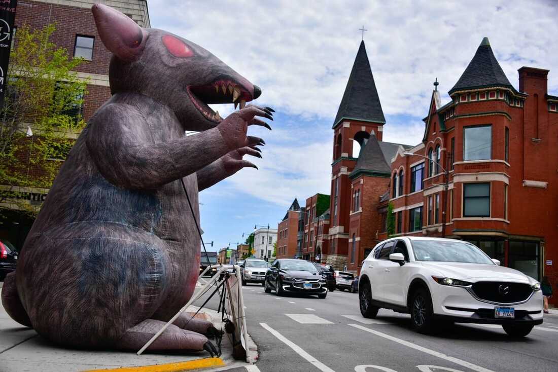 Freedom of Speech Extends to Inflatable Rats in the U.S. - Relawding